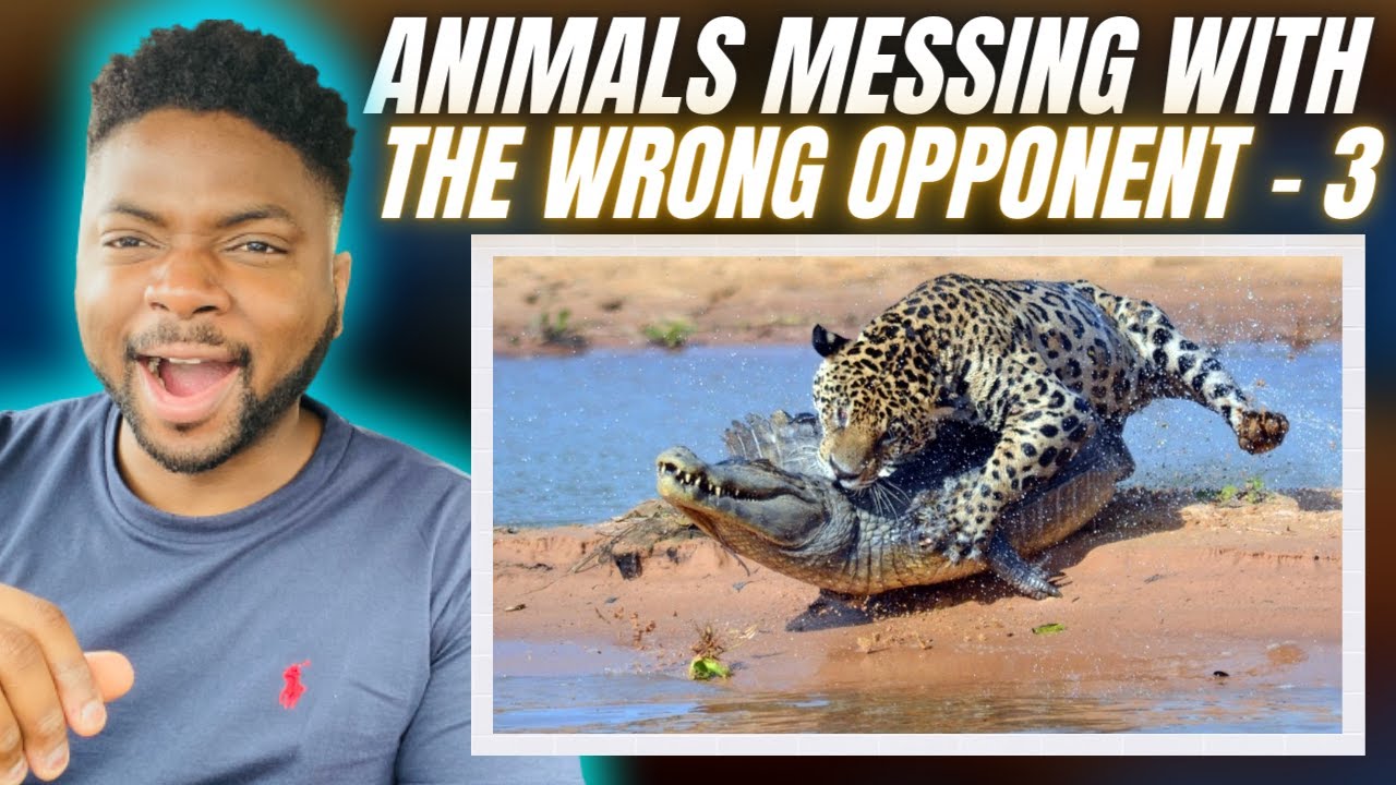 🇬🇧BRIT Reacts To 30 TIMES ANIMALS MESSED WITH THE WRONG OPPONENT! - YouTube