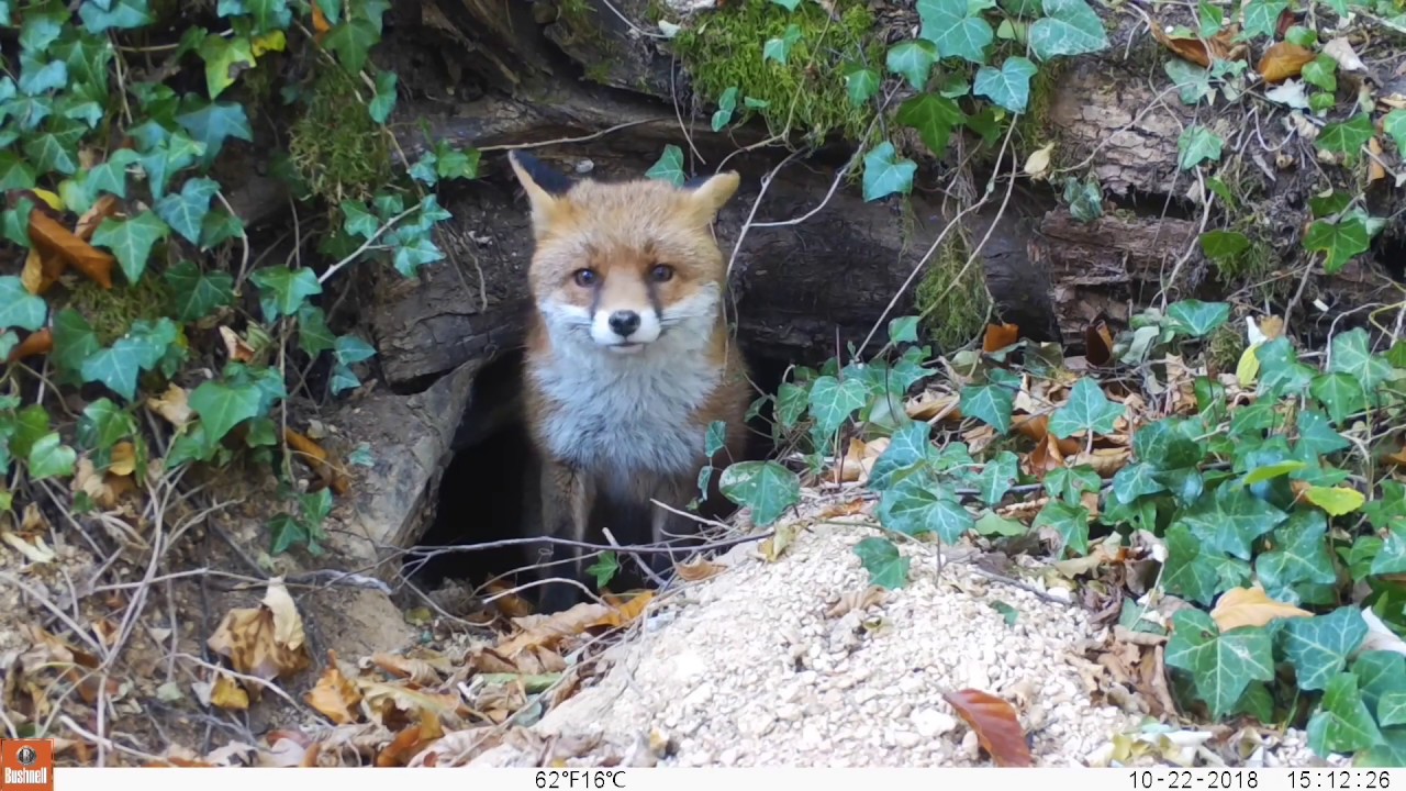 Terrier rénové et visité par plusieurs renards et blaireaux - YouTube