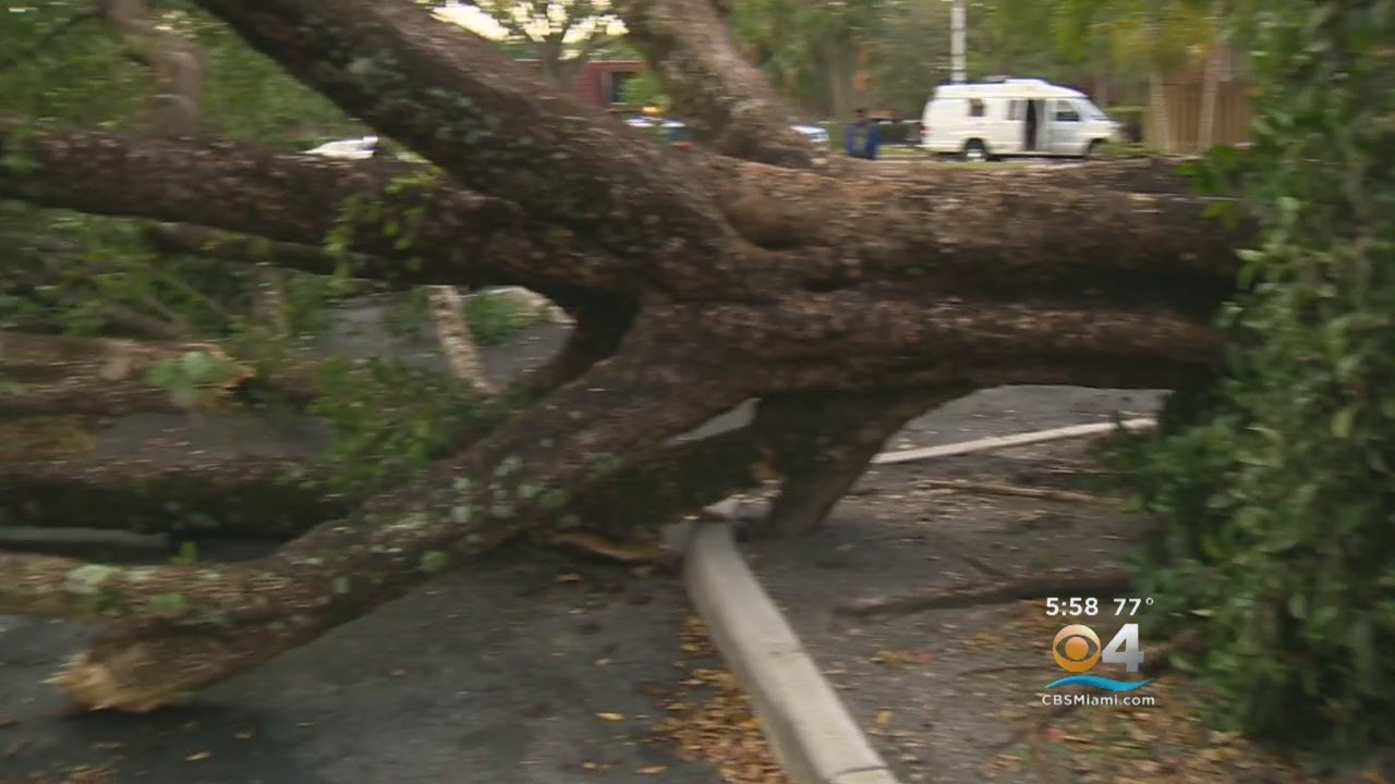 Tornado Downs Trees, Leaves Mess In Plantation - YouTube