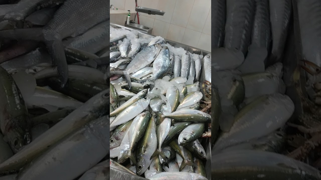 Rak Fish Market UAE - YouTube