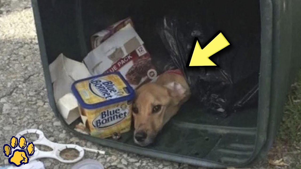 The Dog Was Lying In a Garbage Can and Crying But the Worst Was to Come ...