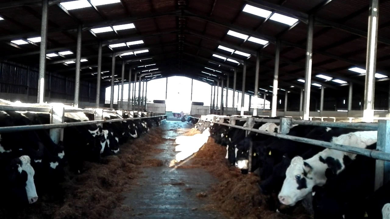 Feeding silage with my jcb 310s and redrock grab. - YouTube