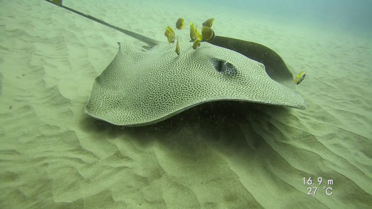 Honeycomb Whipray stingray - YouTube