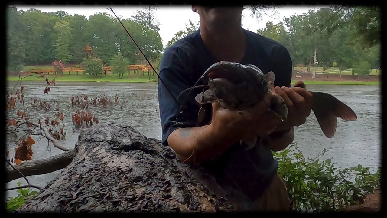 5 to 7 pound channel catfish, 2 crappie/ on spinner - 8 more catfish on ...