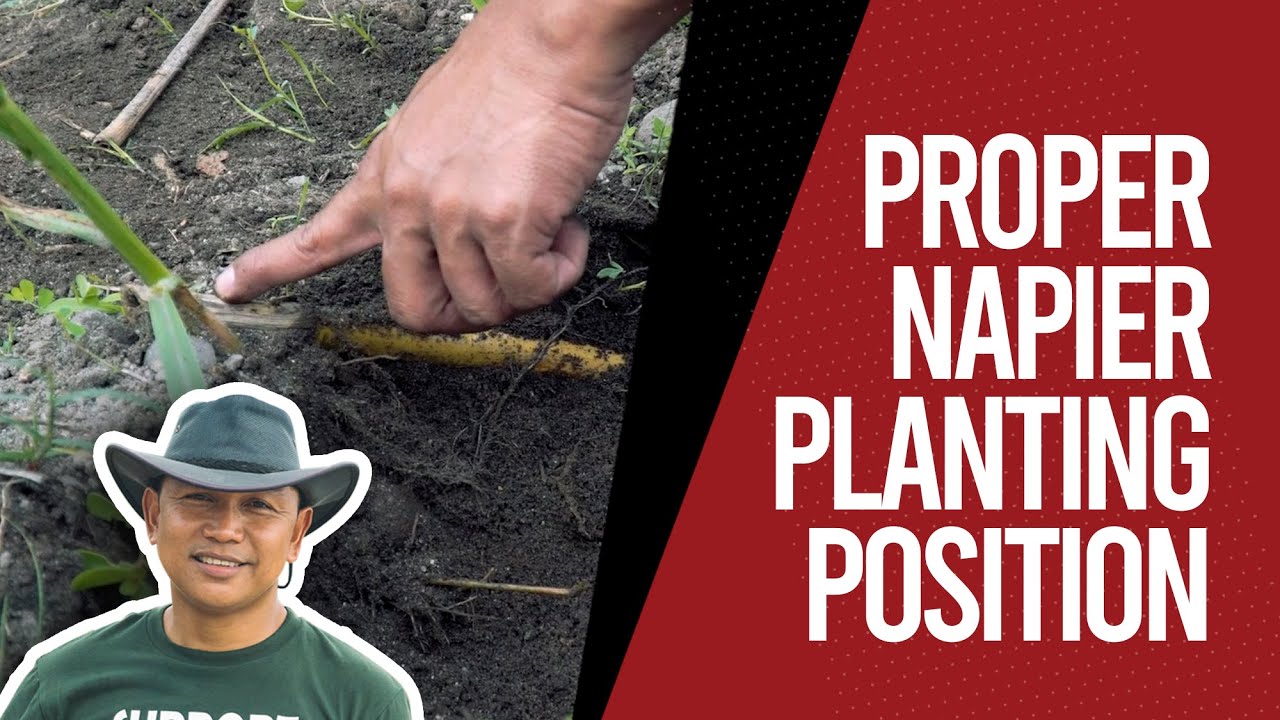 PROPER NAPIER PLANTING POSITION - YouTube