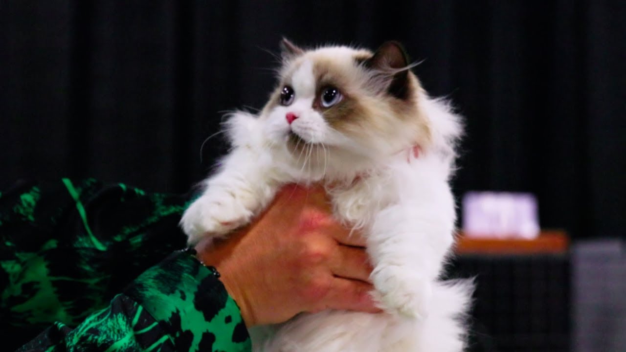 All About Cats 🐈🐈🐈 I Pleasanton Cat Extravaganza & Rescue Awareness ...