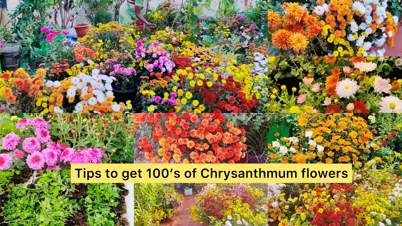 My garden chrysanthemum Tips I follow to get more blooms| saplings sale ...