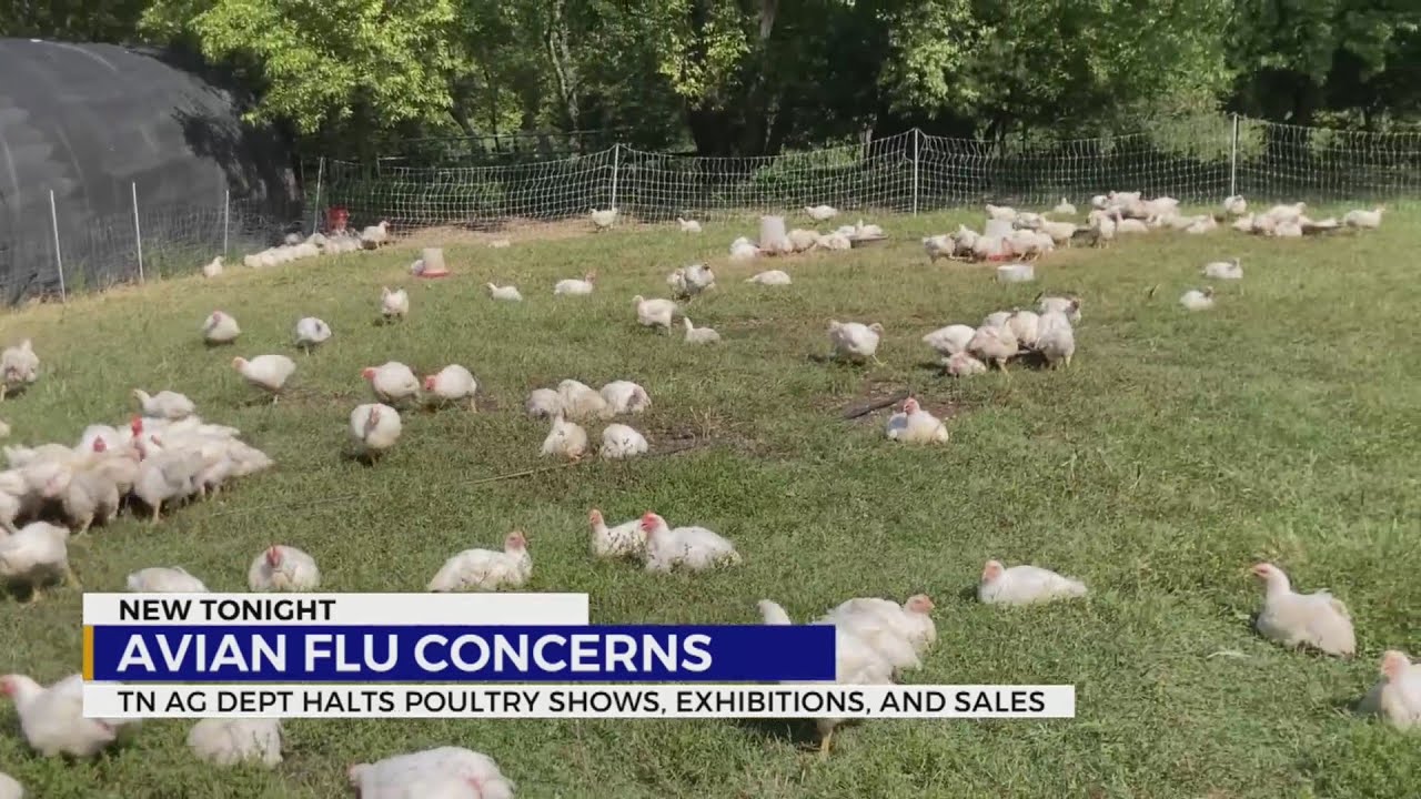 Avian flu concerns - YouTube