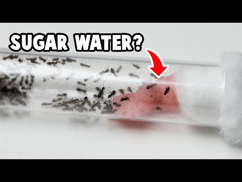 What To Feed Ants In Test Tube Setup