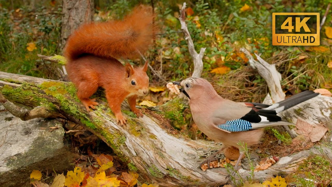🍁🐿️ Ultimate Autumn Relaxation: 12 Hours with Red Squirrels & Birds (4K ...