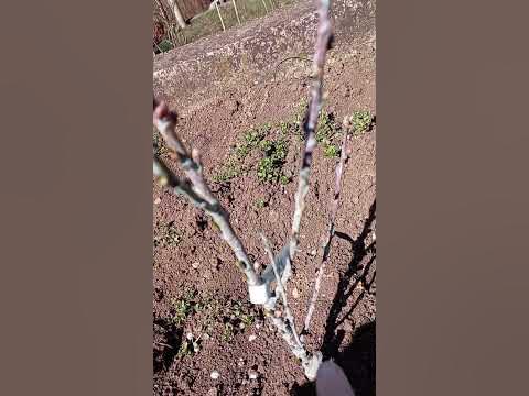 Колоновидные персики... - YouTube