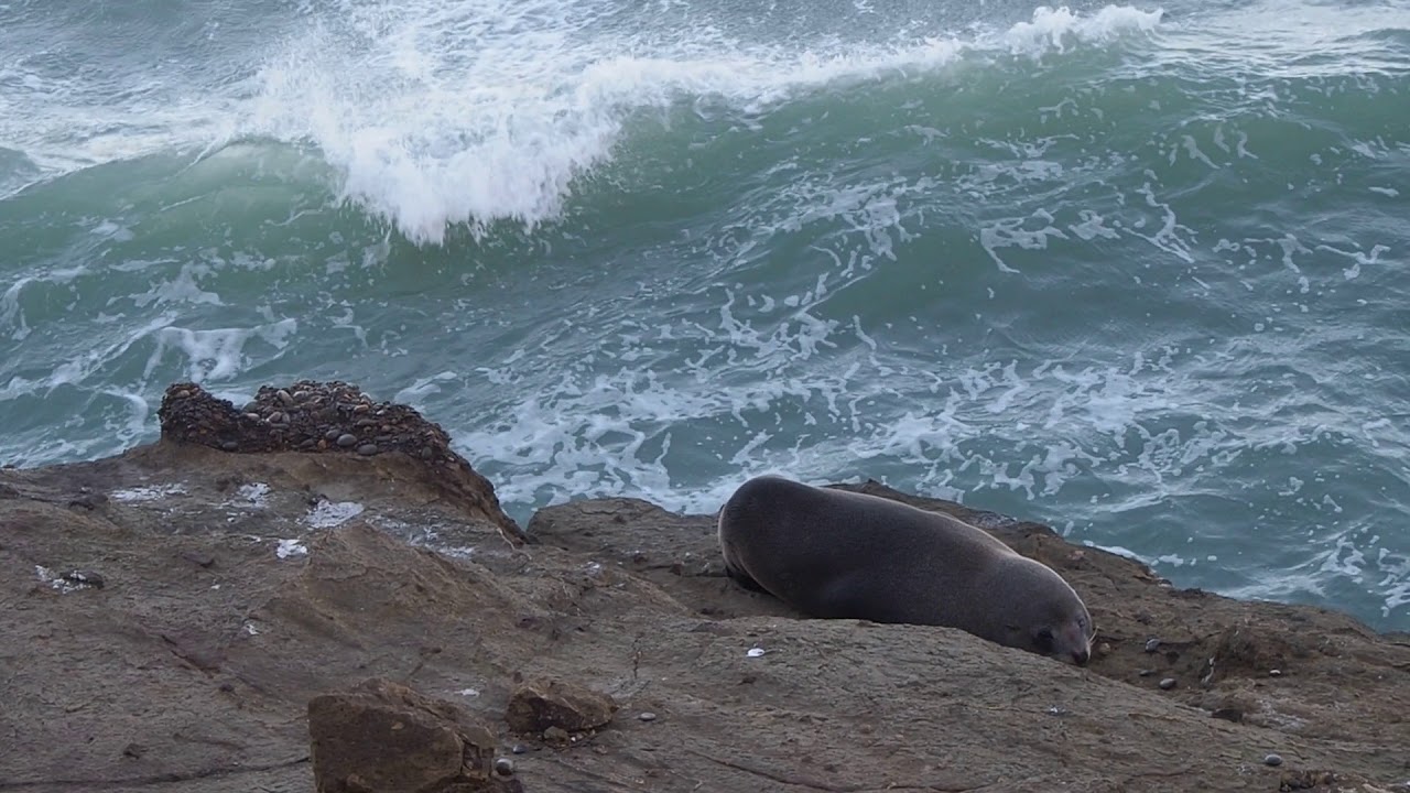 Wild fur seals in Oamaru part.2 - YouTube