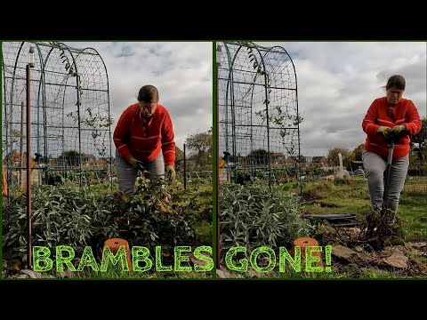 removing BRAMBLES finally - YouTube