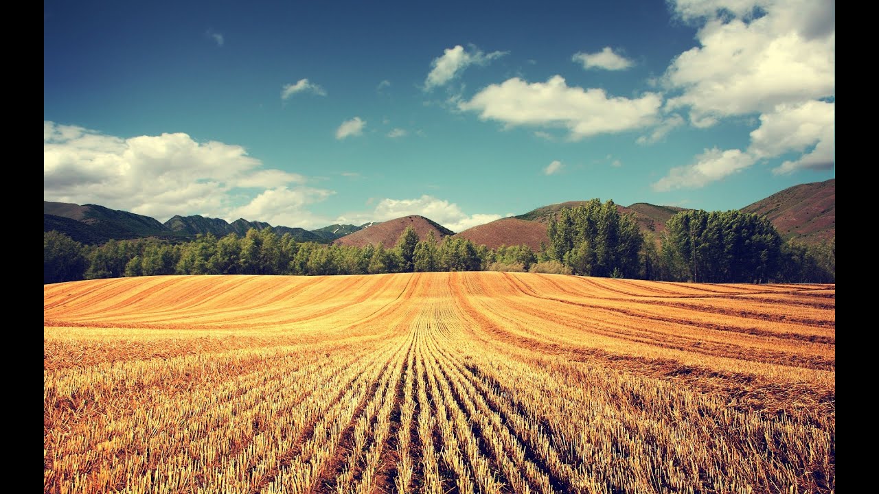 RUSSIAN NATURE - FIELDS OF RUSSIA - YouTube