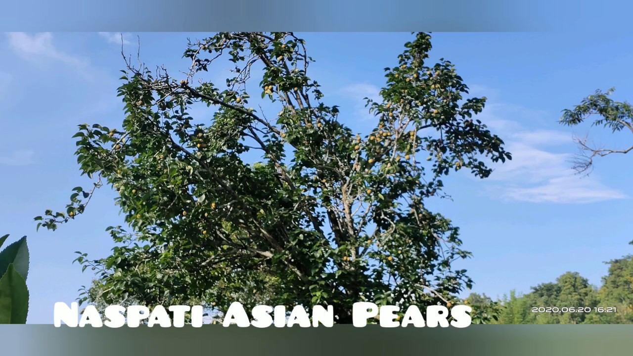Naspati/Asian Pear - YouTube