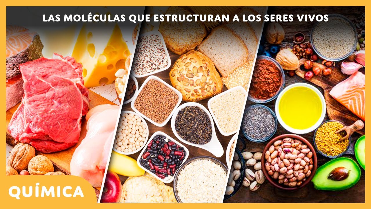 Secuencia 14: Las moléculas que estructuran a los seres vivos - Química ...