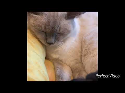 #猫カフェ　#고양이카페　#猫咖啡馆#鹿児島県猫カフェ猫天使　#soyako #ねこ天使　#Catangel #Catangelstaff #ねこ天使スタッフ