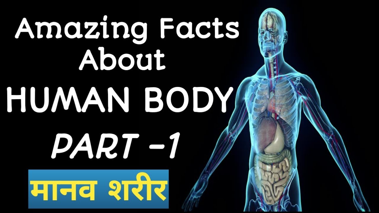 Amazing Facts About Human Body | Human Body Facts In Hindi | Human Body ...