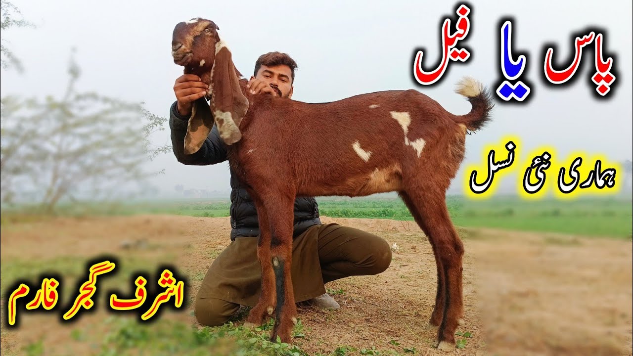 BABY Beetal Goats Of Ashraf Gujjar Of Sahiwal || Goat Farming in ...