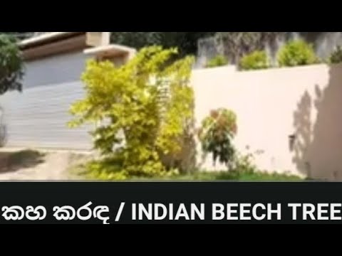 කහ කරඳ / INDIAN BEECH TREE - sinhala I sri lanka - YouTube