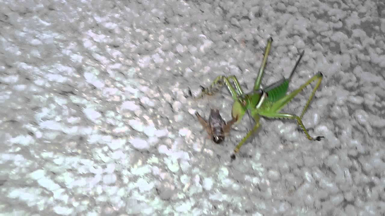 Red eyed katydid feeding Ep. 1 - YouTube