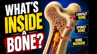 Bone Structure Explained | Compact Bone, Spongy Bone & Bone Marrow | Biology | Shafi Academy 