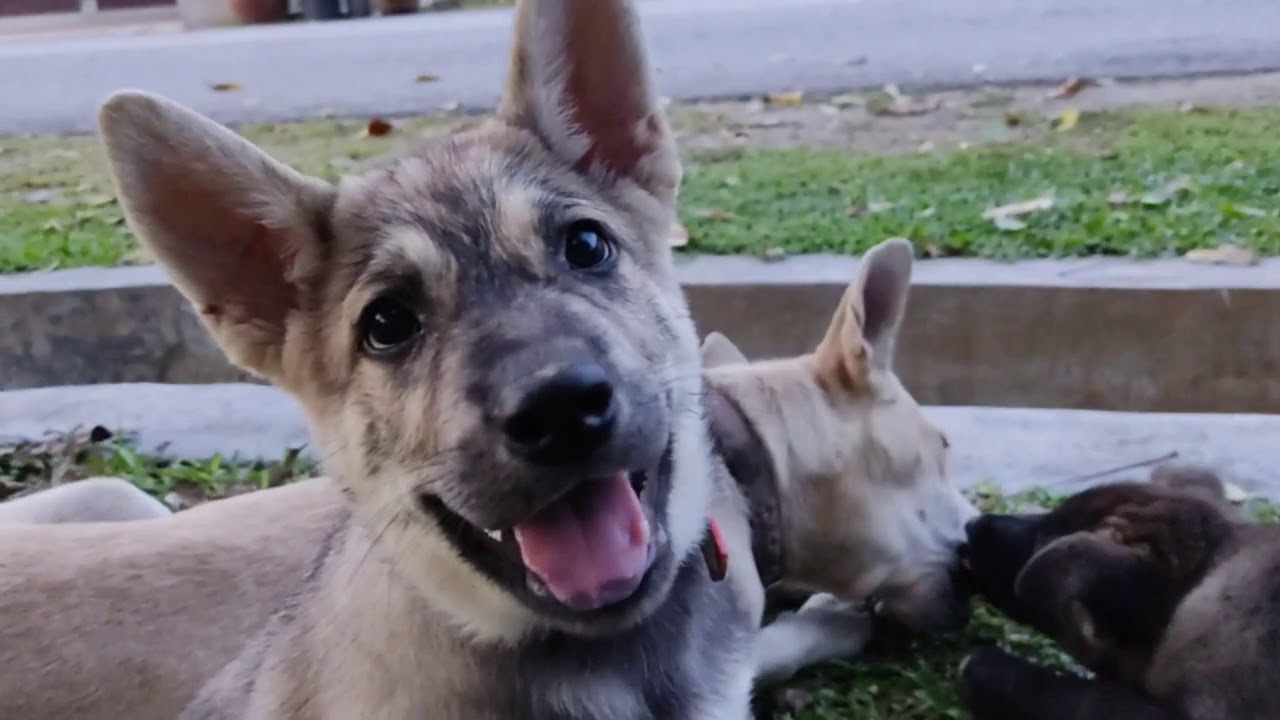 Bermain dengan Anjing Comel😁😍😜 - YouTube
