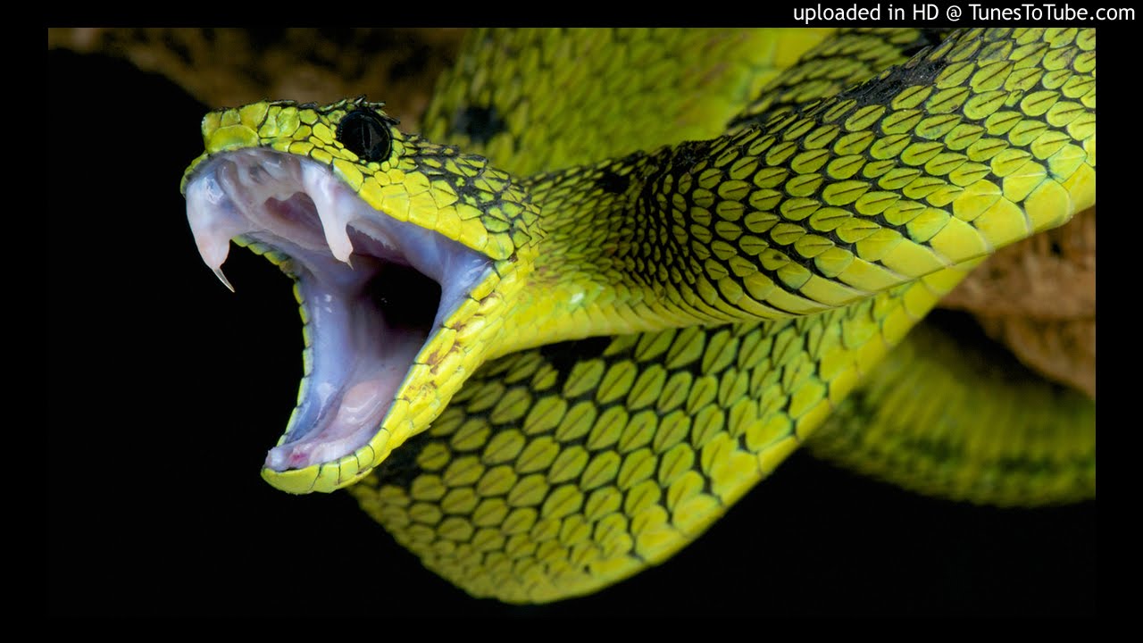 Ratchet D-Snake (Prod. Wild Yella) - YouTube