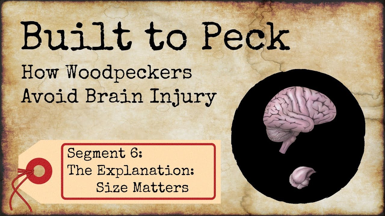 How Woodpeckers Avoid Brain Injury, Segment 6: The Explanation: Size ...