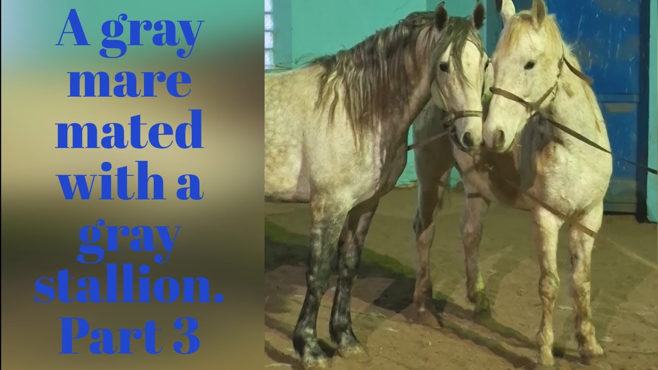 A gray mare mated with a gray stallion Part 3 - YouTube