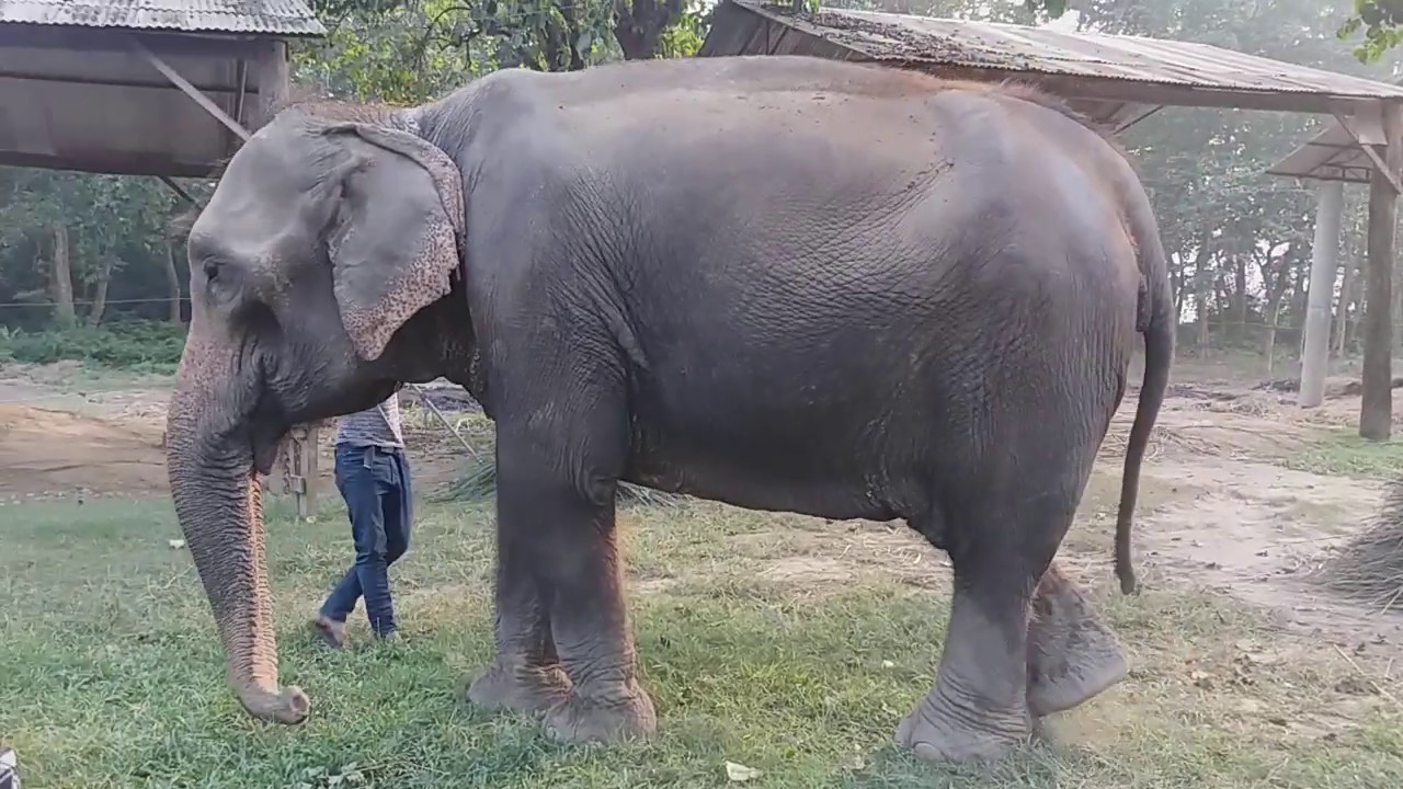 How to trim Elephant nail | Chitwan National Park | Undergraduate ...