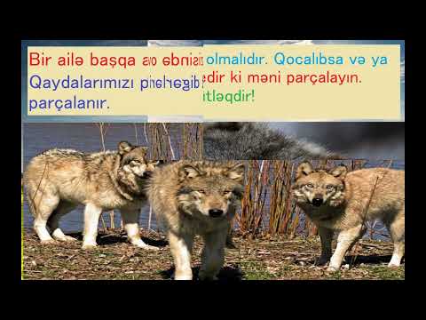 Mərdliyi bizdən öyrən! ( QURD )