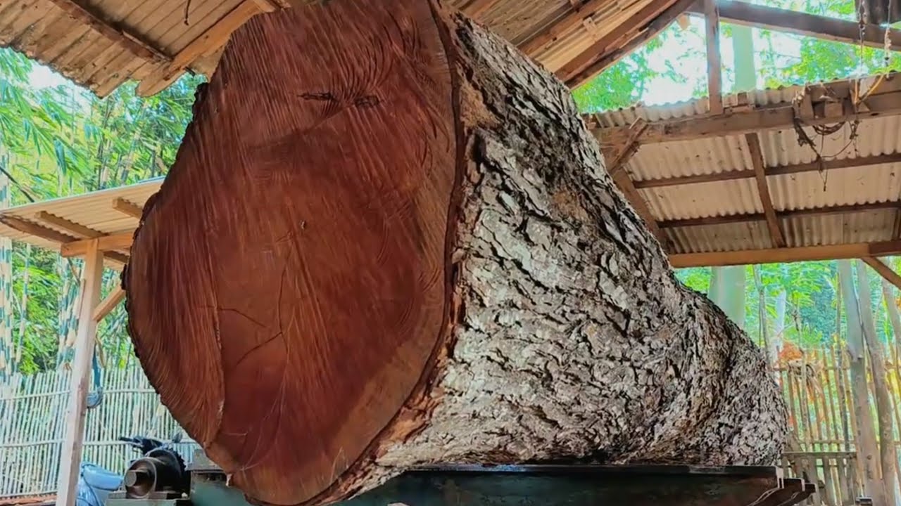 The most beautiful view of large wood in a sawmill - YouTube
