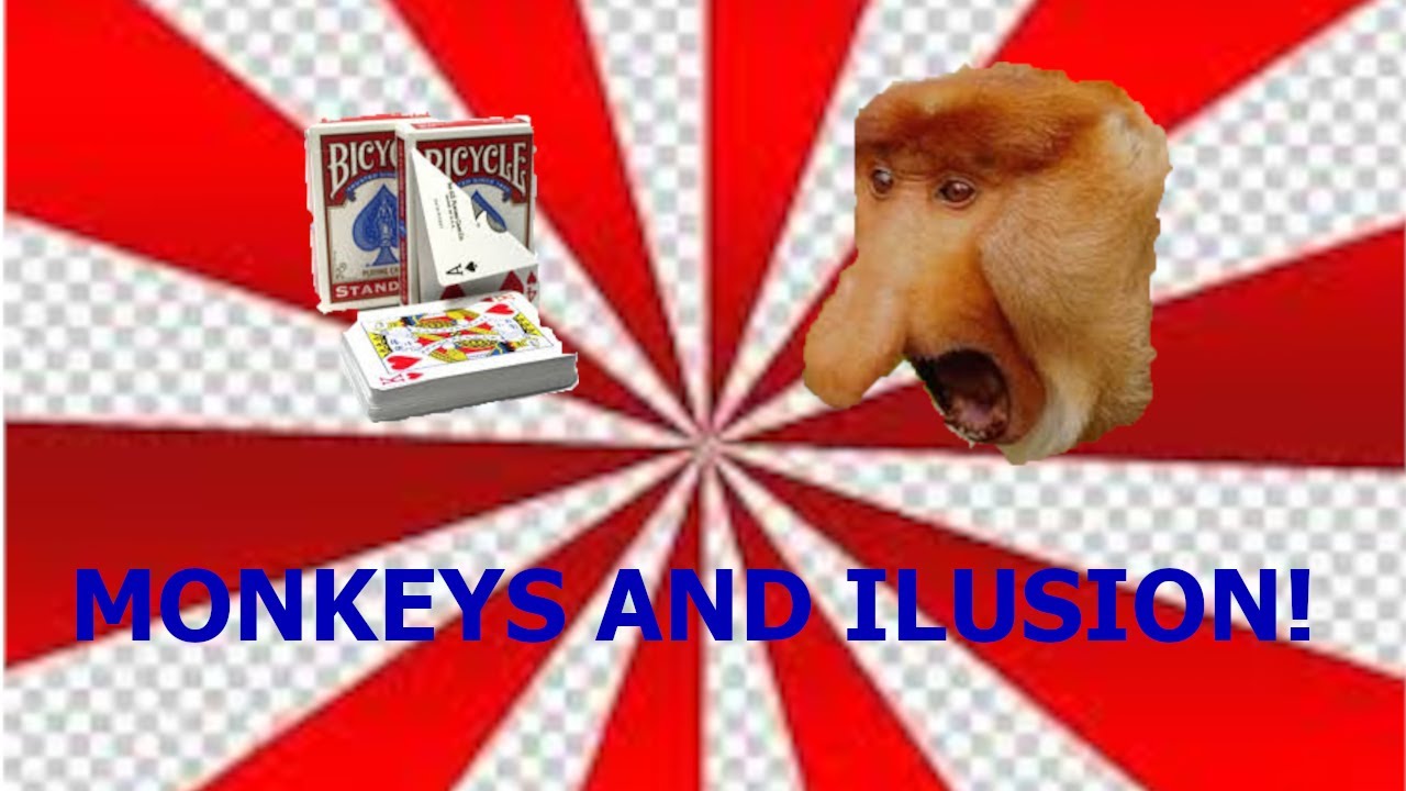 Monkey's reaction to magic! VERY FUNNY! // Reakcja małp na magie! - YouTube