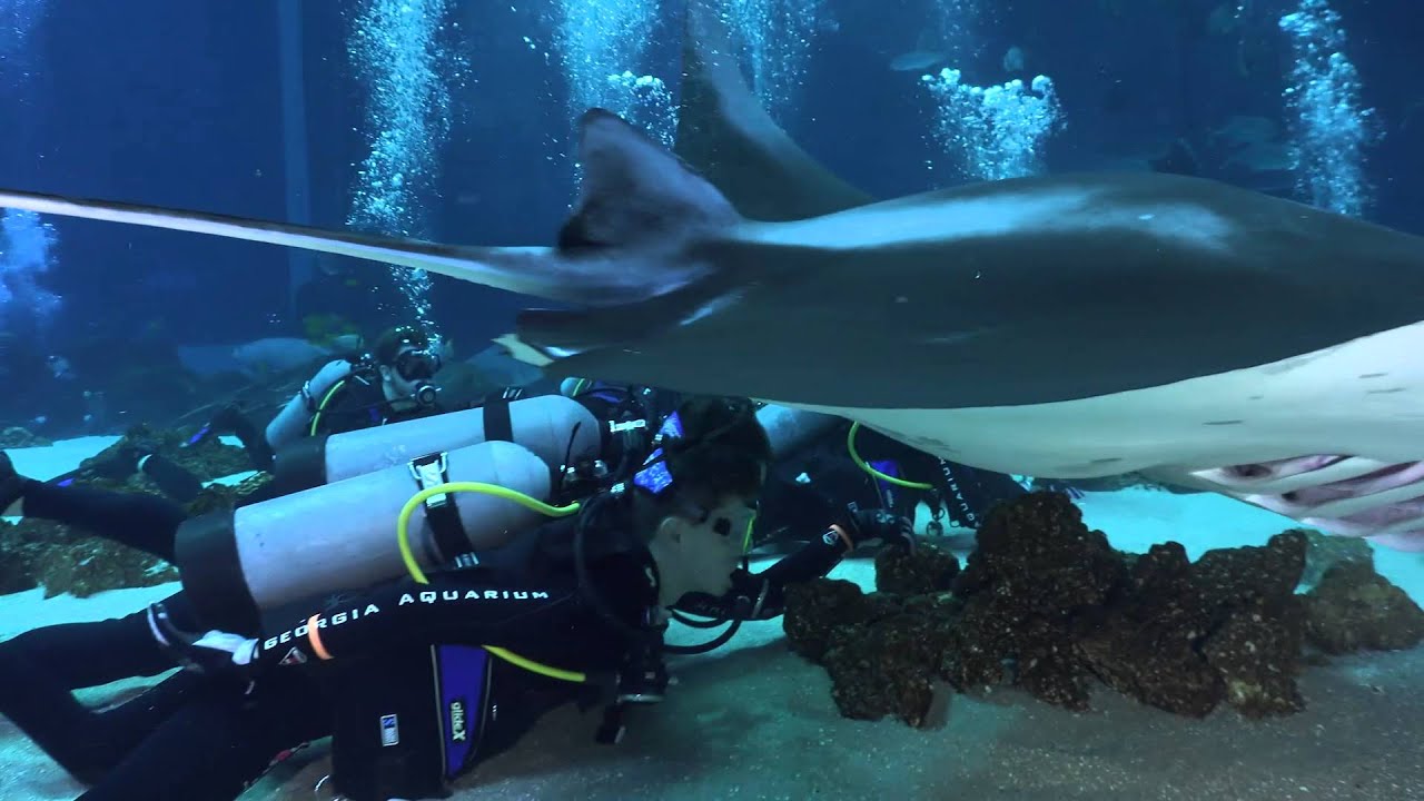 Georgia Aquarium Dive Adventure 2016 Dive 1 - YouTube