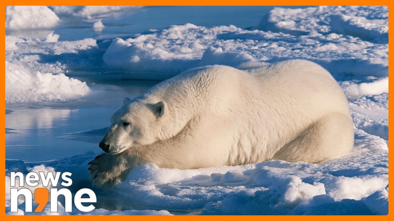 Greasy Fur Helps Polar Bears Survive The Arctic Cold, Scientists ...