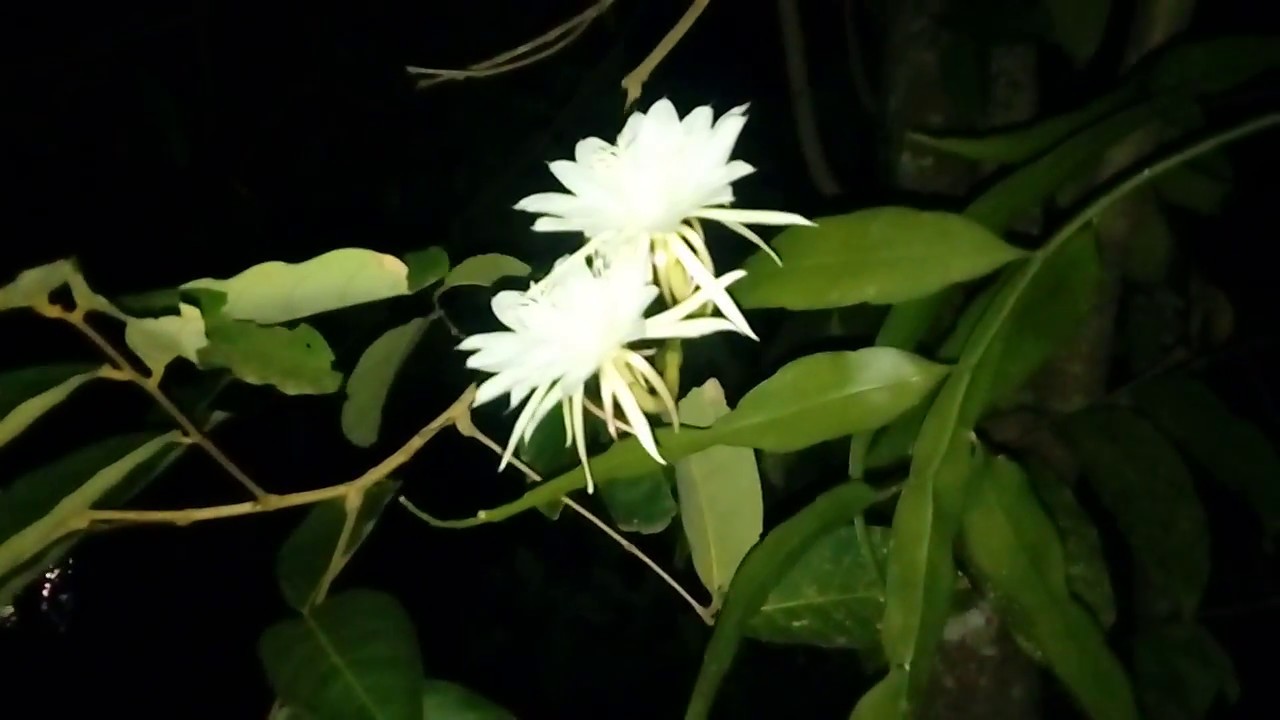 4 Kadupul flowers 05.02.2017 - YouTube