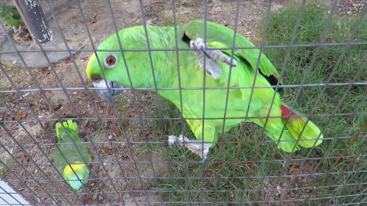 Freedom the Parrot Trills with Yellow Front Climbing, Yellow Naped ...
