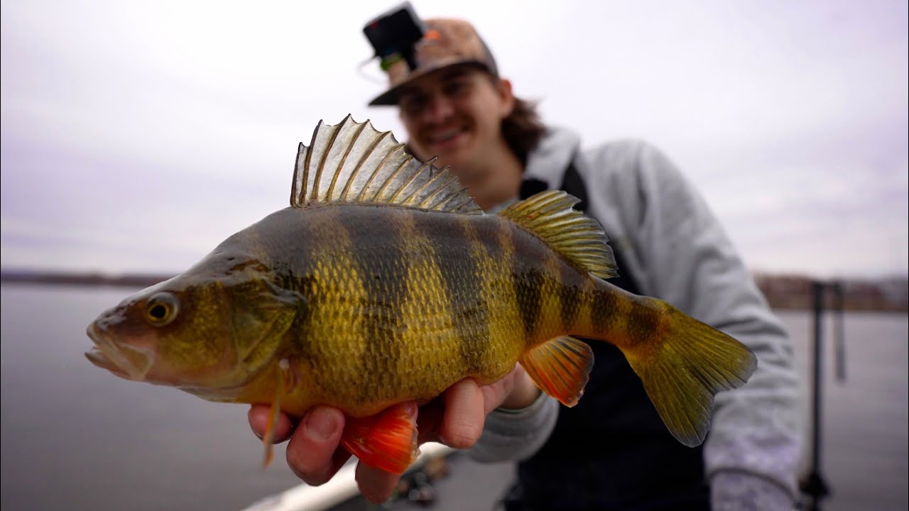 This Dam is LOADED with GIANT PERCH! Mississippi River Spring Perch ...