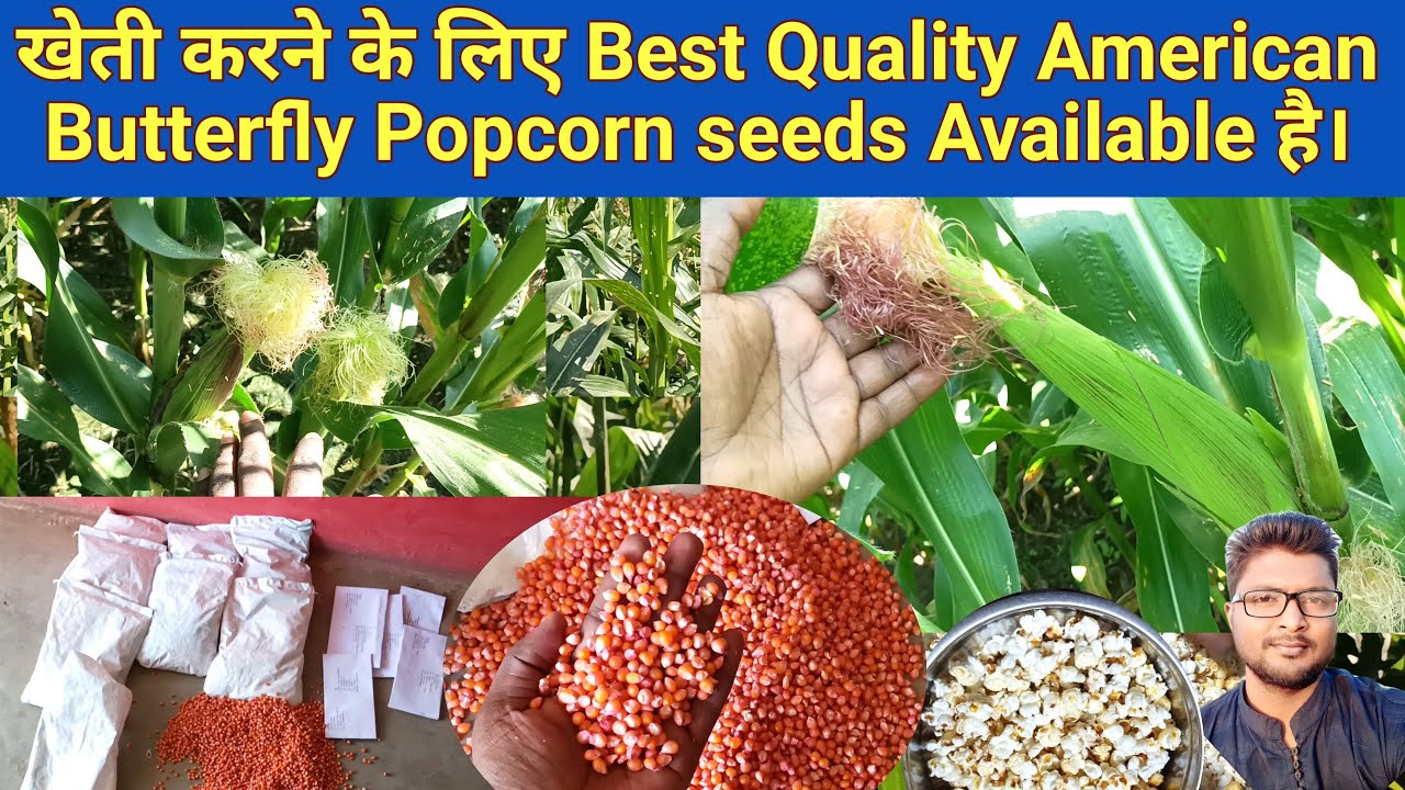 खेती करने के लिए Best Quality American imported popcorn seeds available ...