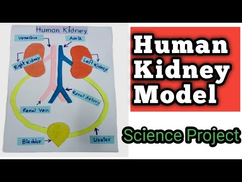 Model diagram of human kidney for school project II School Science ...