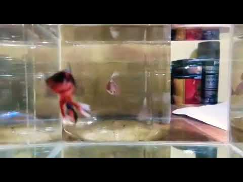 Ikan Cupang Fccp Ekor C