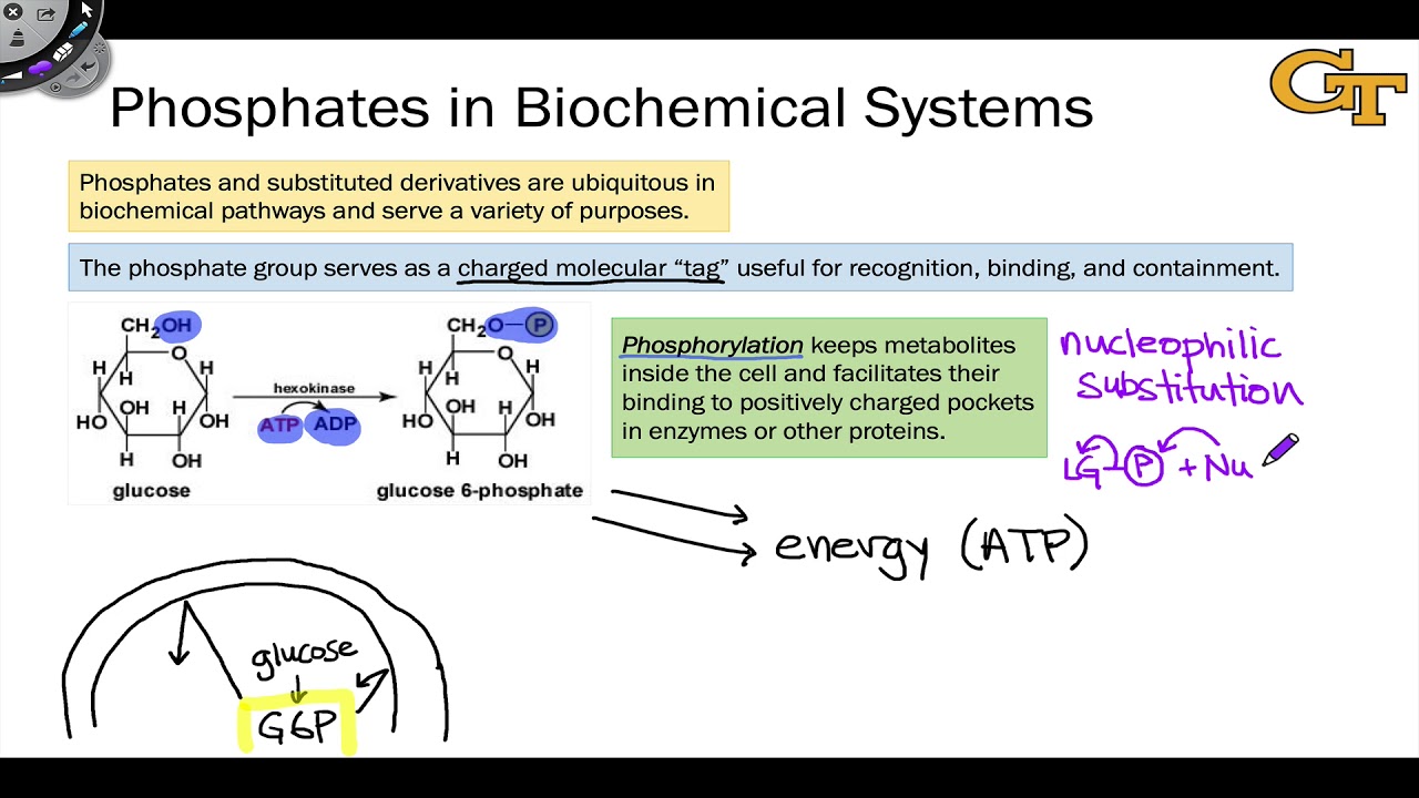 22.02 Phosphates in Biochemical Systems - YouTube