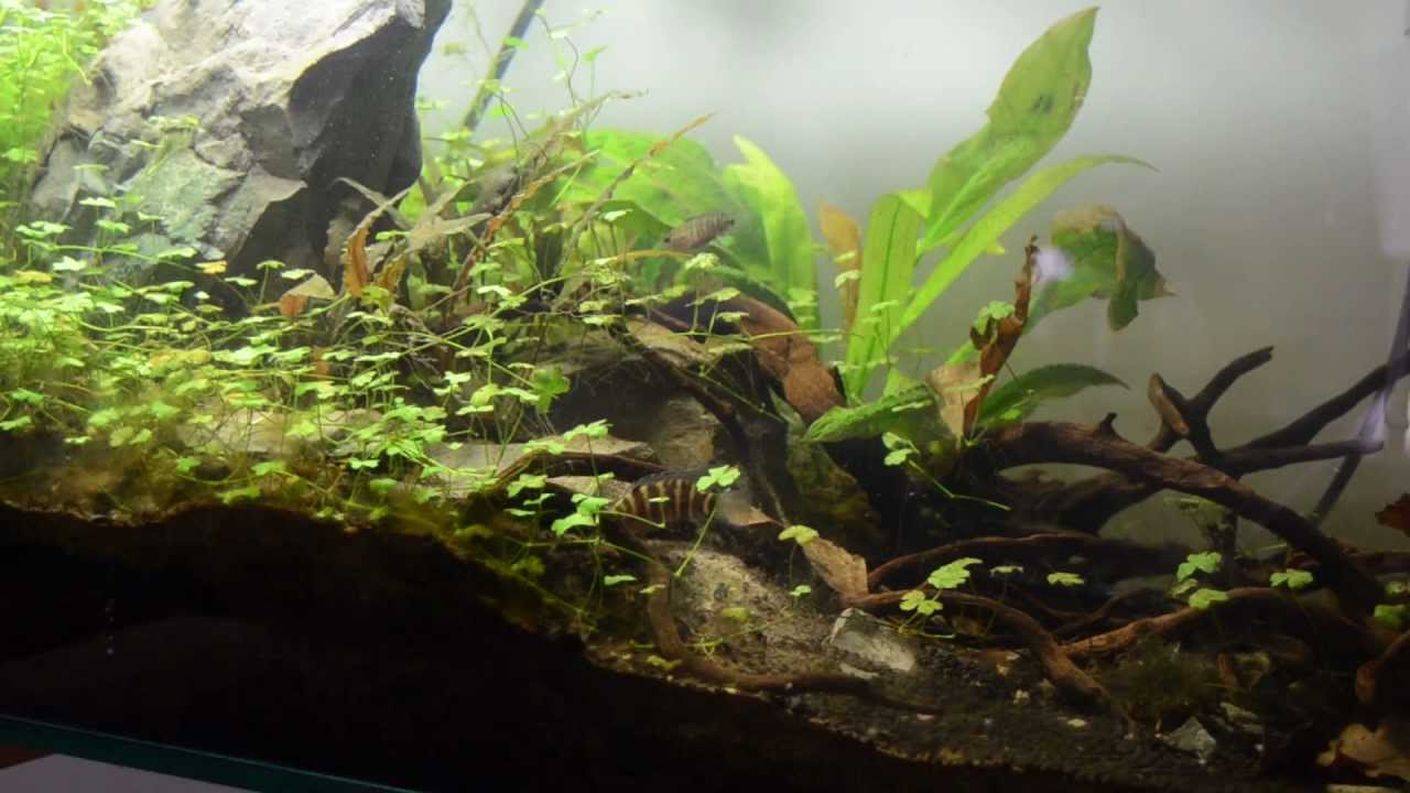 Badis Badis fish - YouTube