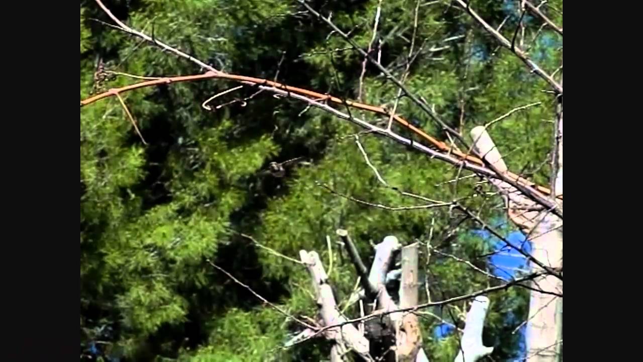 hummingbird bug catch! Slow motion 300fps Casio EX-F1 upscaled to ...