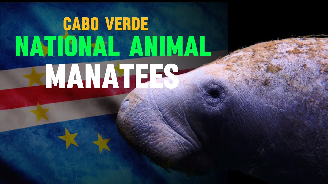 Cape Verde National Animal Cape Verde Islands (Cabo Verde) | Travel