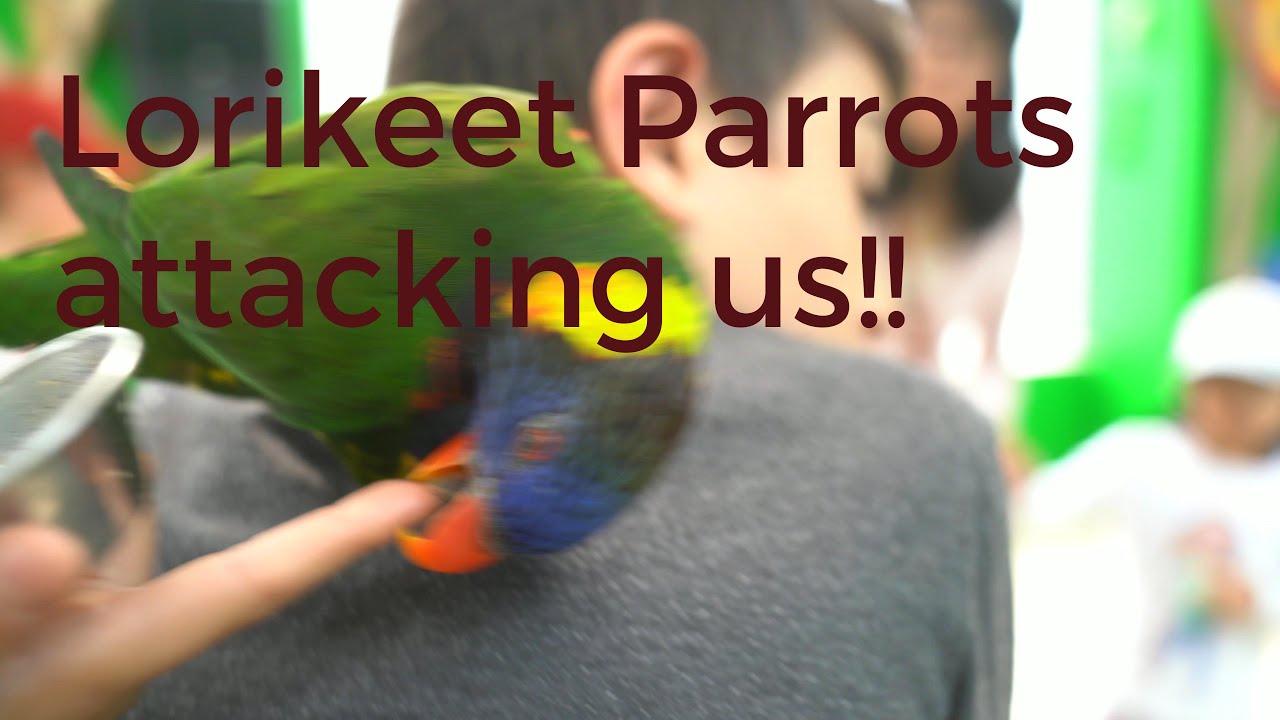 Lorikeet Parrots attacking us!! - YouTube