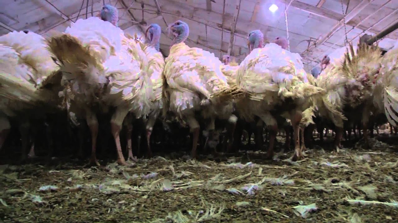 Turkey Barn - YouTube