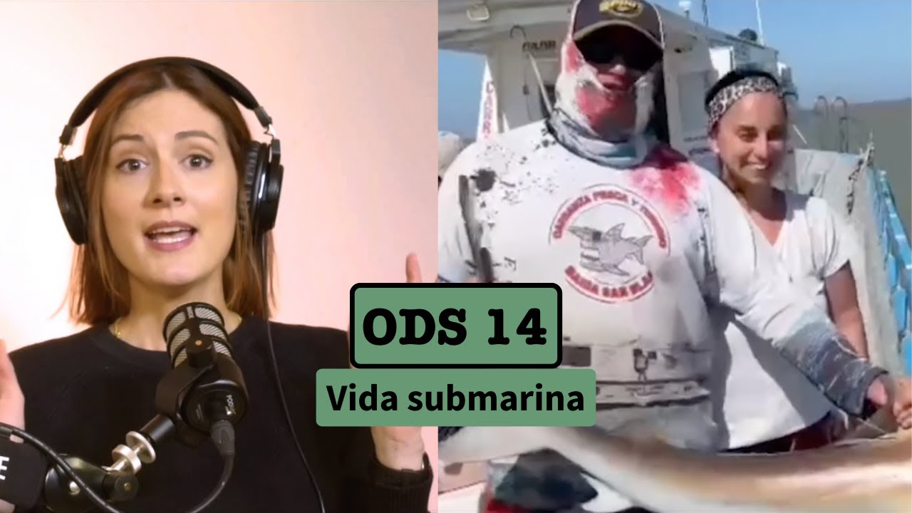 ODS 14: VIDA SUBMARINA - Salvando tiburones para proteger la fauna ...