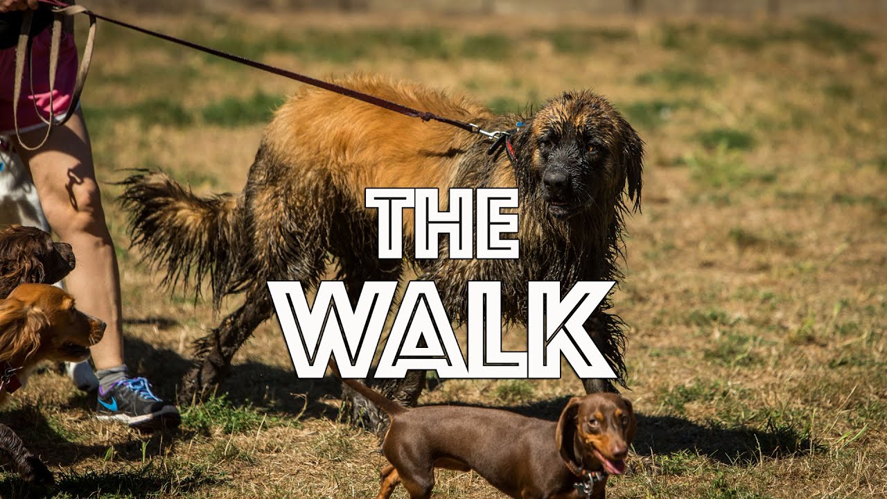 MUDDY WALK AND DOGGY BACKPACK REVIEWS - Walking dogs in Sheen Common ...